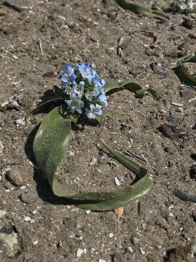 (Zephyra elegans) - Botanical Realm