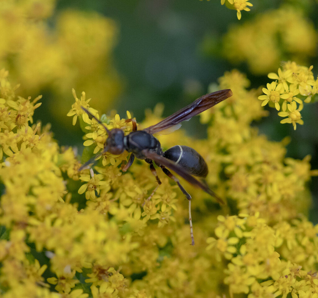 Dark Paper Wasp from North Pawlet, VT on October 04, 2022 at 04:40 PM ...