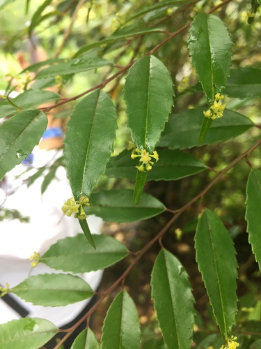 Phyllonoma family (Phyllonomaceae)