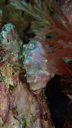 Calcinus talismani · iNaturalist Mexico