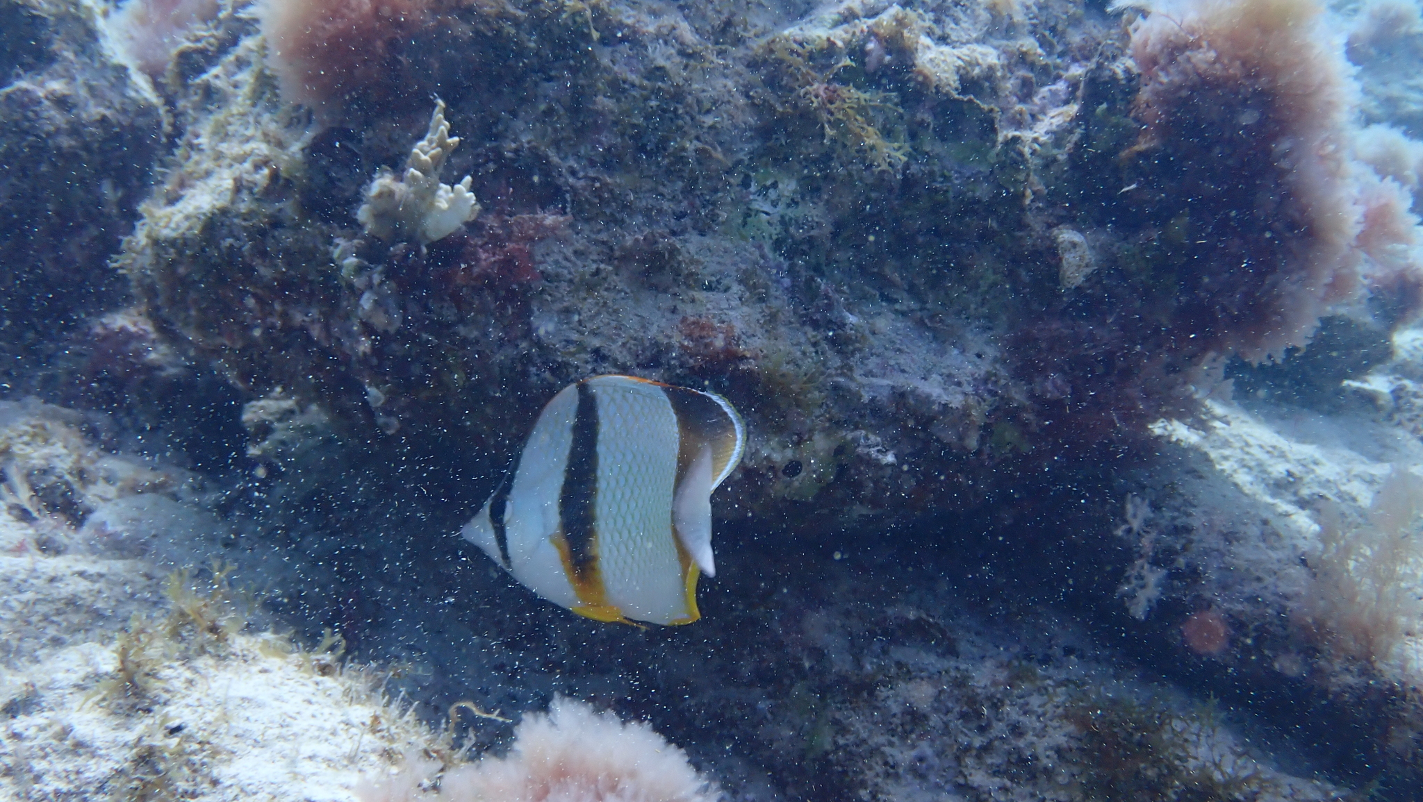 Chaetodon robustus Günther, 1860