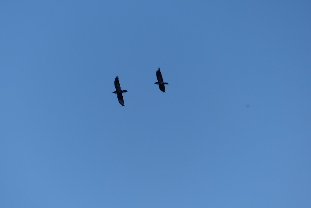 Common Raven from Madrid, España on October 02, 2022 at 02:22 PM by ...