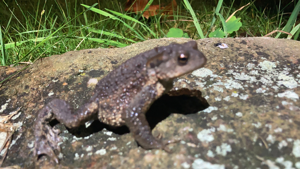 European Toad from Uusikaupunki on October 05, 2022 at 08:00 PM by ...
