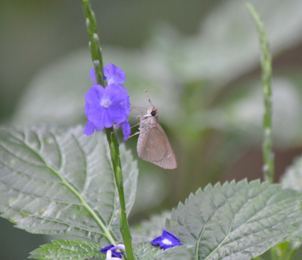 Three-spotted Skipper from Parkland, FL, USA on October 05, 2022 at 12: ...