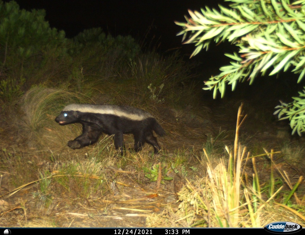 Ratel from De Bos Dam, Greater Hermanus, WC, ZA on October 11, 2021 at ...