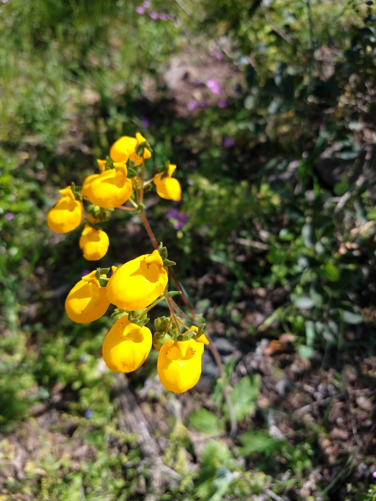 Calceolaria corymbosa Ruiz & Pav.