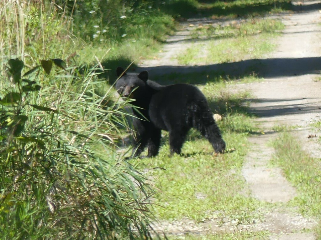 American Black Bear from Renfrew County, ON, Canada on September 2 ...