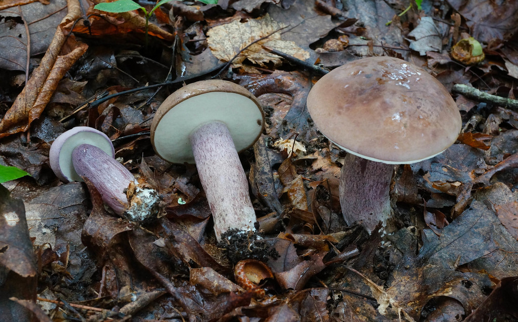 Violet Gray Bolete (Local Fungi of NWFL) · iNaturalist