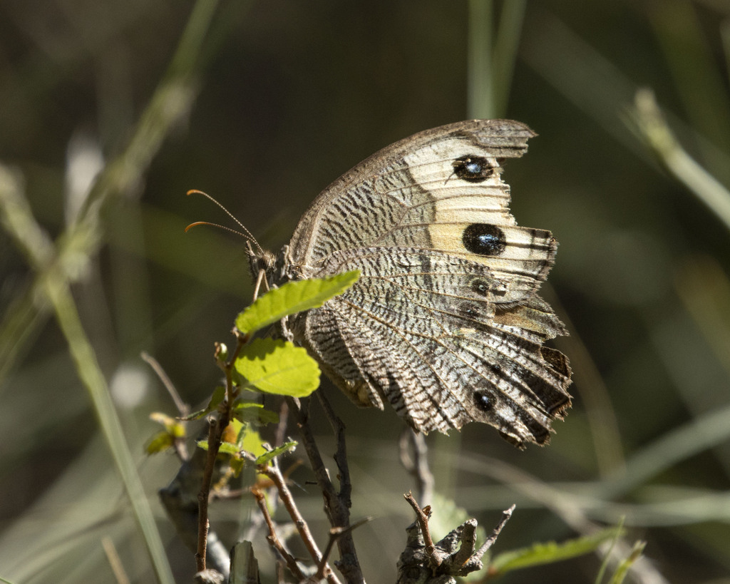 Common Wood-Nymph from 11402 Oak Tree Dr, Salado, TX 76571, USA on ...