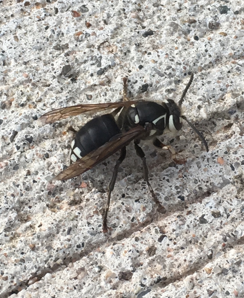 Bald-faced Hornet from Prince Edward Island National Park of Canada ...