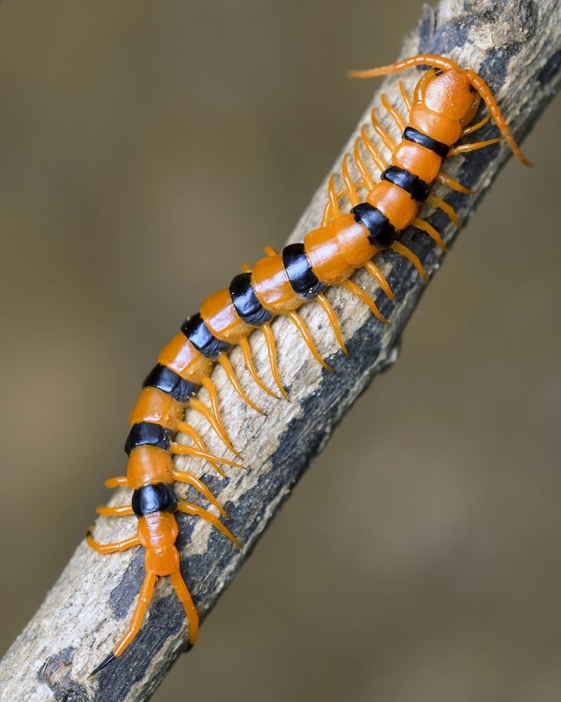 Indian Tiger Centipede from Chennai on September 10, 2022 by ...