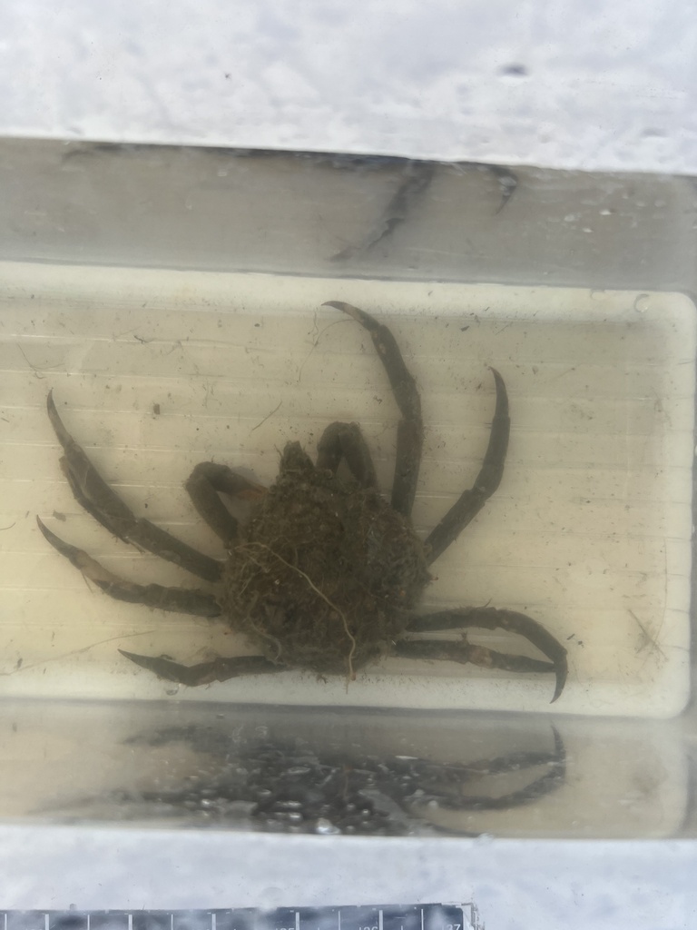 Portly Spider Crab from Saint Helena Sound, SC, US on October 5, 2022 ...