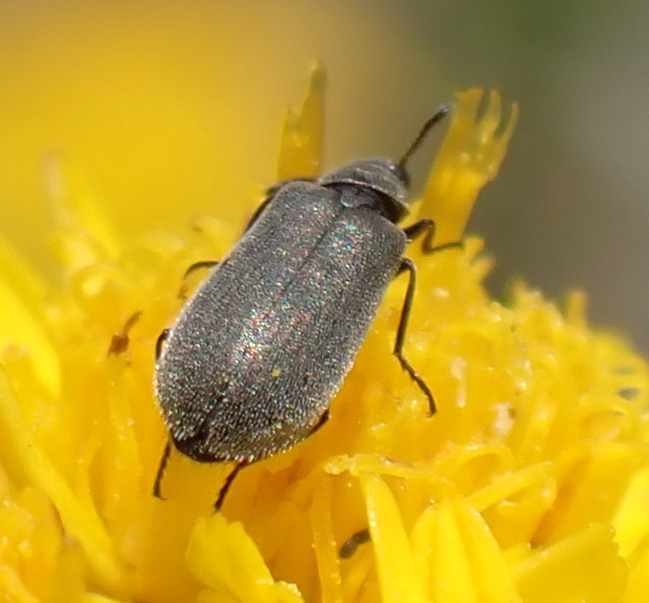Soft-winged Flower Beetles from Kapteinskloof, South Cape DC, South ...