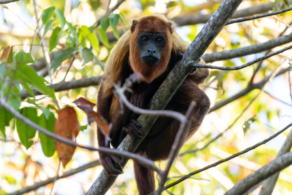 Guianan Red Howler Monkey (Alouatta macconnelli) - Know Your Mammals