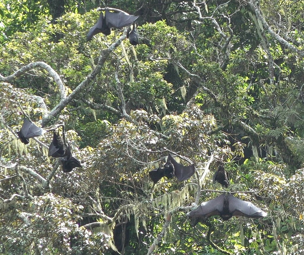 Comoro black flying fox in May 2022 by Frank-Roland Fließ · iNaturalist