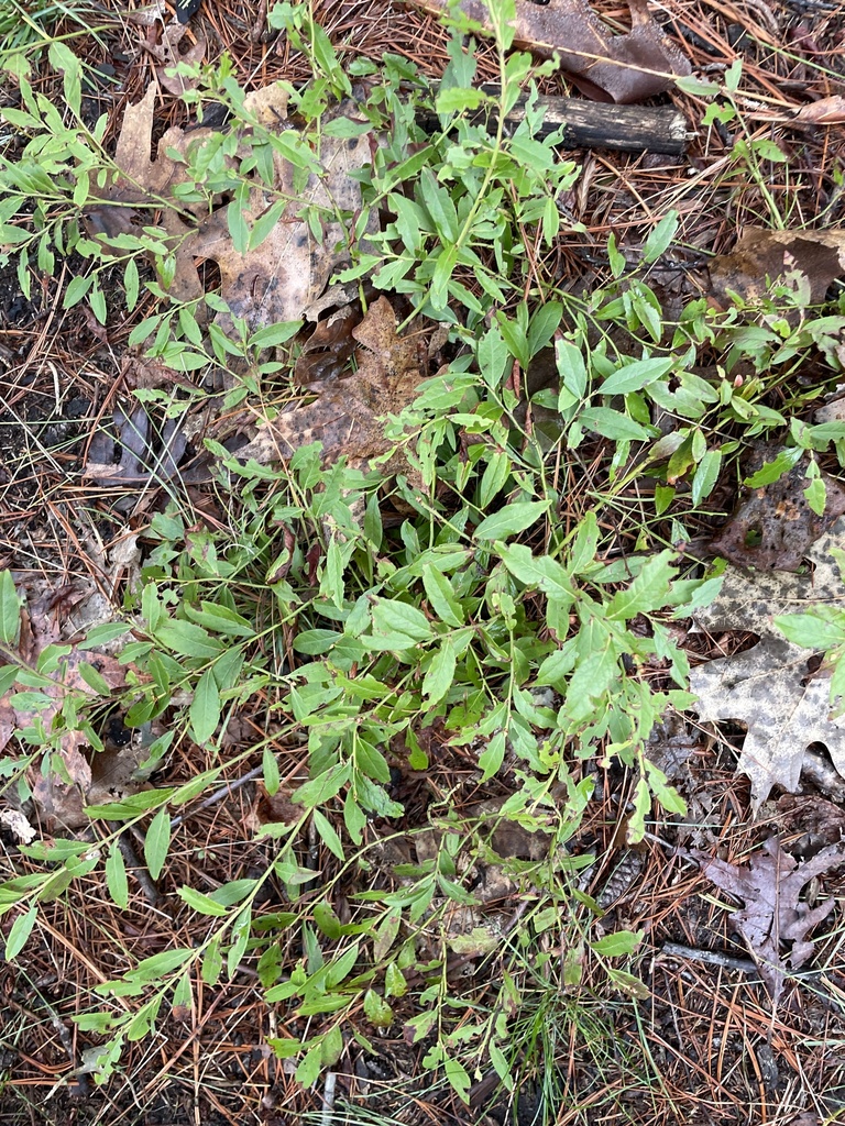 Blue Ridge blueberry from Boston College, Boston, MA, US on October 05 ...