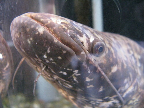 Biwa Rock Catfish (Silurus lithophilus) · iNaturalist
