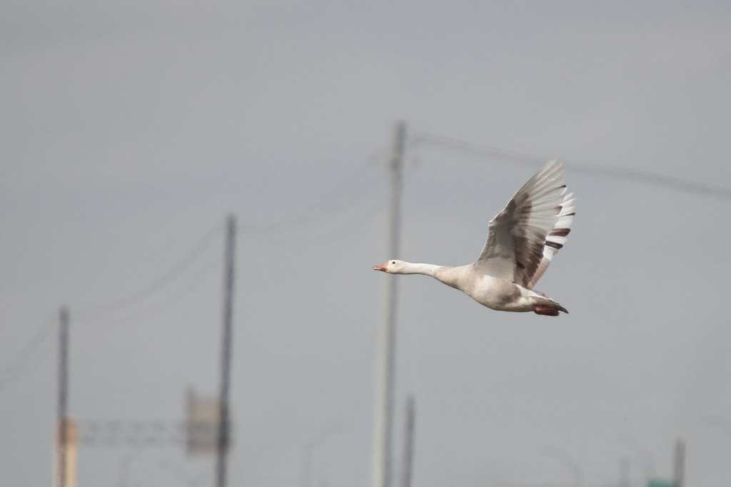 Black Geese × Grey Geese from Barkley Meadows Park, Austin Texas on ...