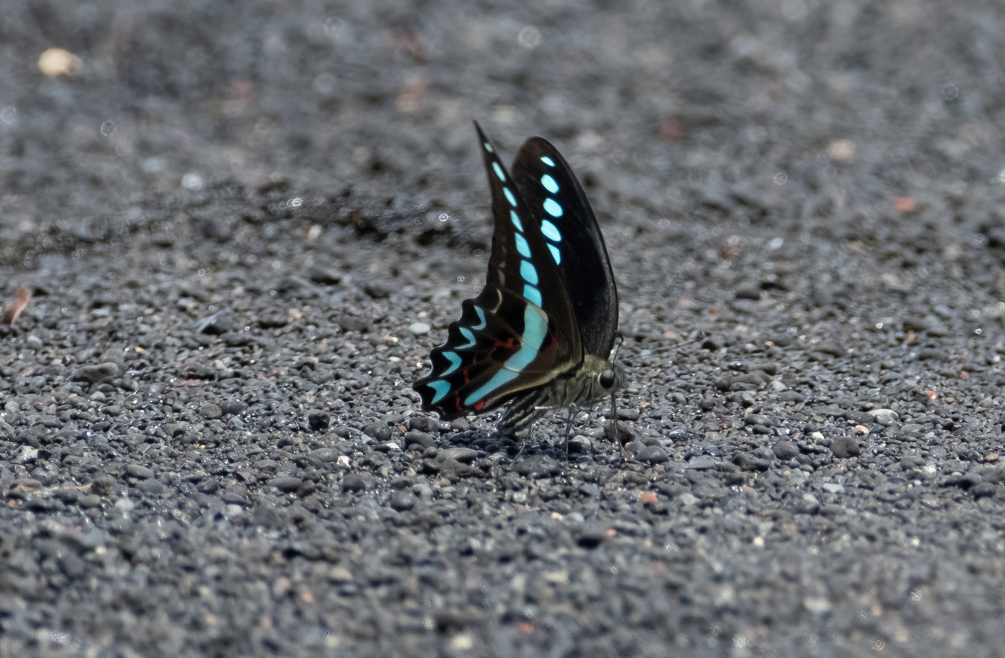 Graphium milon (Felder & Felder, 1864)