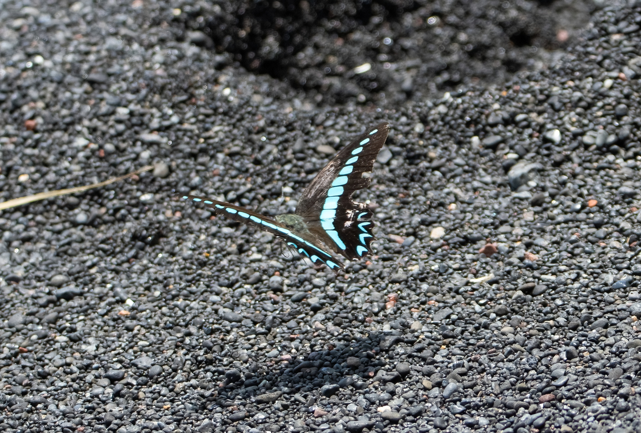 Graphium milon (Felder & Felder, 1864)
