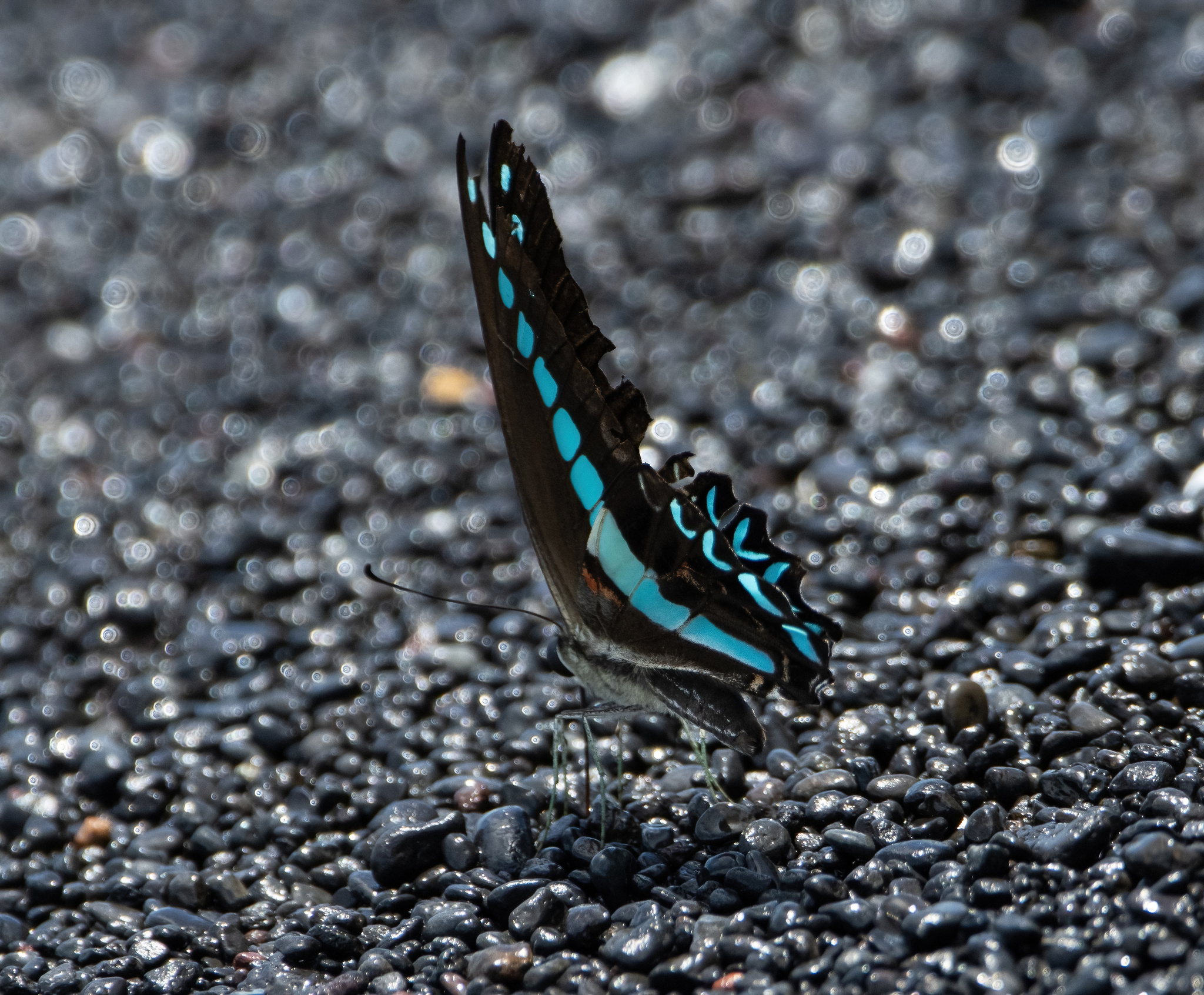 Graphium milon (Felder & Felder, 1864)