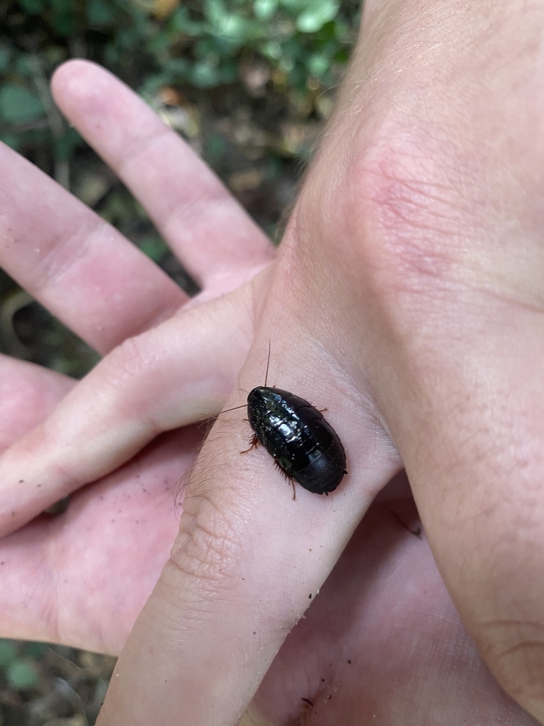 Florida Woods Cockroach from Gainesville, FL, USA on October 4, 2022 at ...