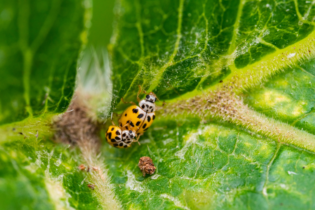 Fungus-eating Lady Beetles from San José Province, Ipís de Goicoechea ...