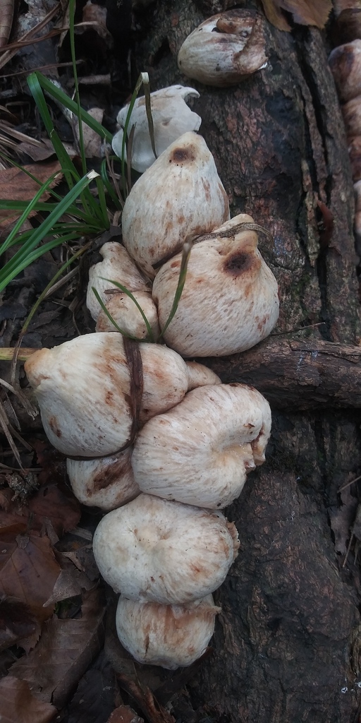 Aborted entoloma in September 2022 by jim · iNaturalist