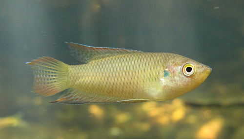 Hong Kong Paradise Fish (Macropodus hongkongensis) · iNaturalist