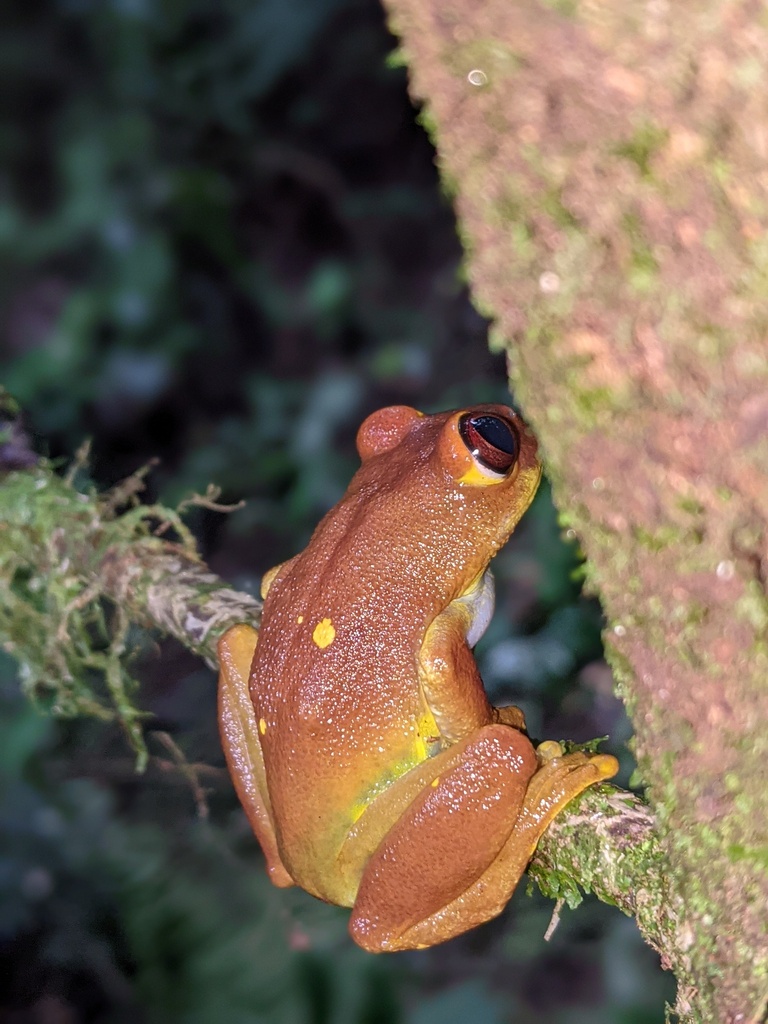Ruby-eyed Tree Frog in May 2022 by Yusuph Wilangali · iNaturalist