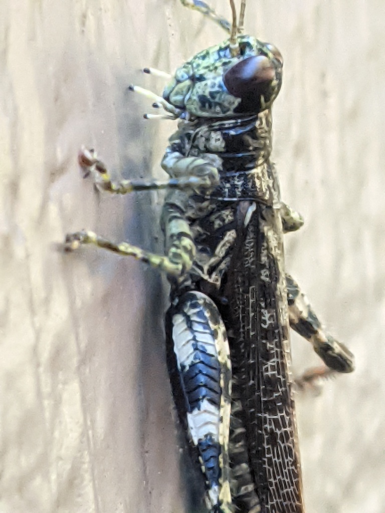 Pine tree Spur-throat Grasshopper from Allen County, IN, USA on October ...