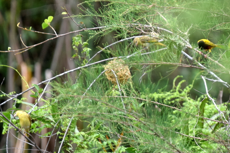 Golden-backed Weaver (Birds of Singapore) · iNaturalist
