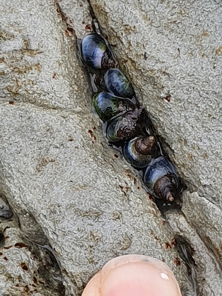 Blue-banded Periwinkle from Canterbury, New Zealand on October 05, 2022 ...