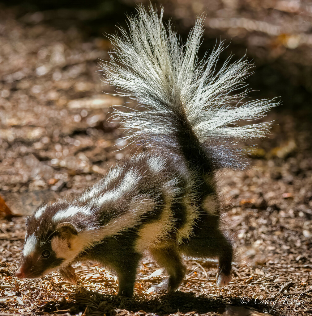 Western Spotted Skunk from Sonoma County, CA, USA on September 12, 2022 ...