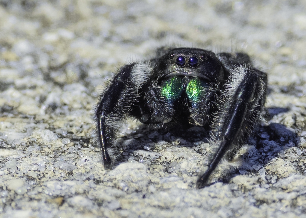 Regal Jumping Spider from US-1, Jupiter, FL 33408, USA on October 05 ...