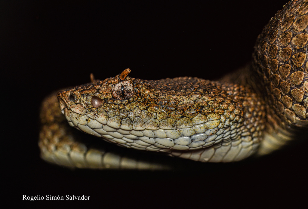 Mexican Horned Pit Viper from Zimatlán de Álvarez, Oax., México on ...