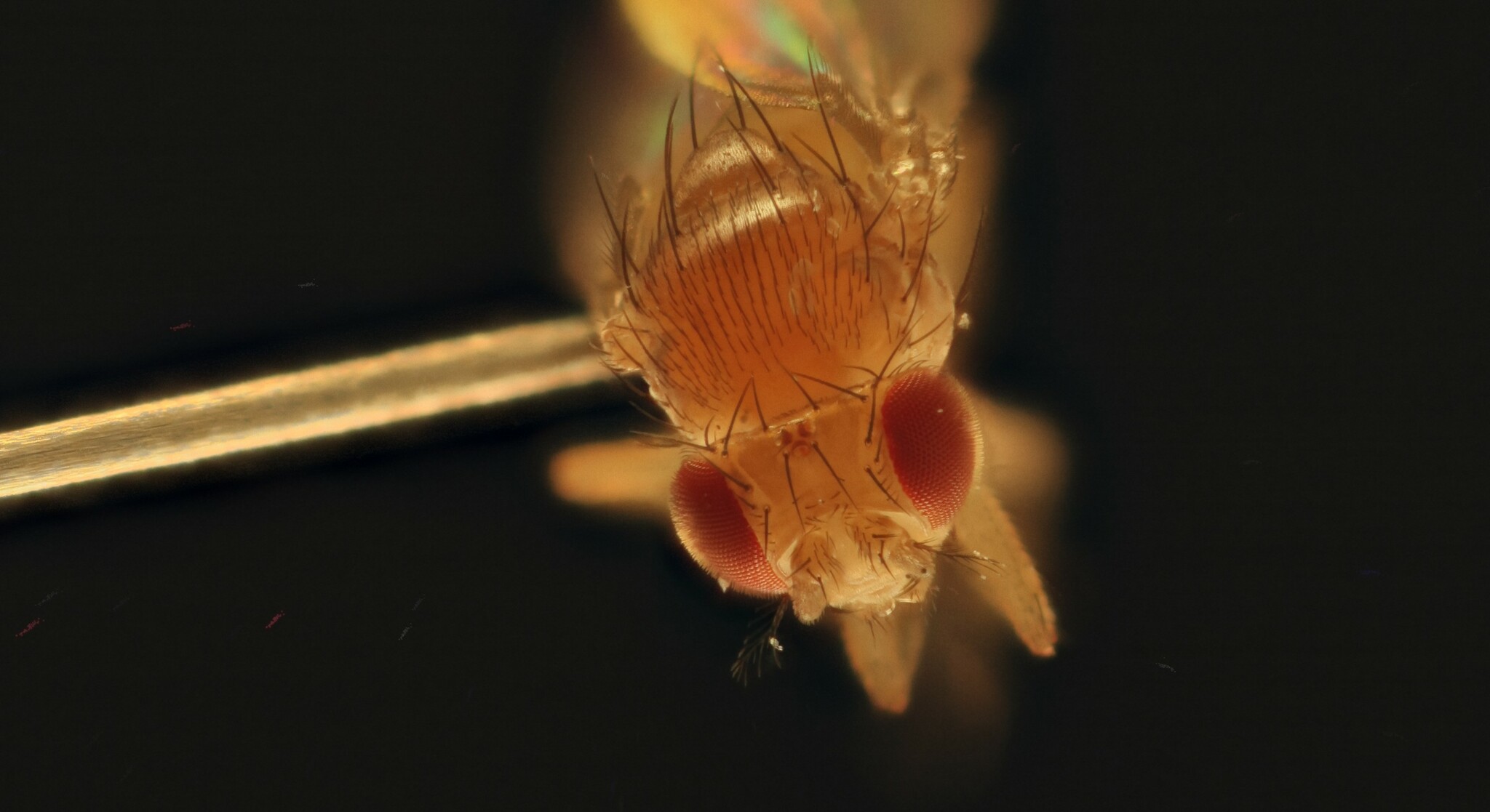 Drosophila melanogaster Meigen, 1830