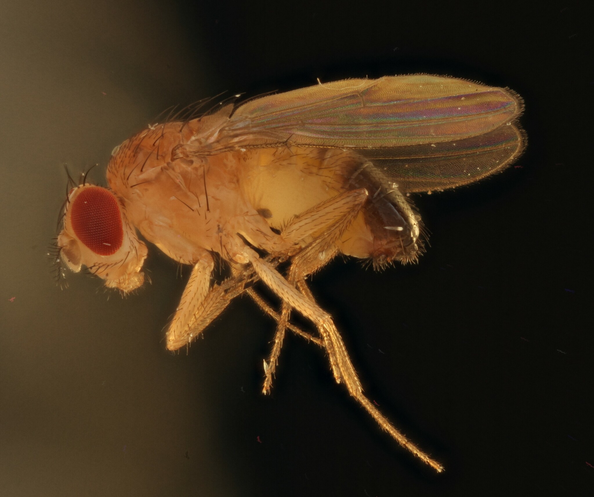 Drosophila melanogaster Meigen, 1830