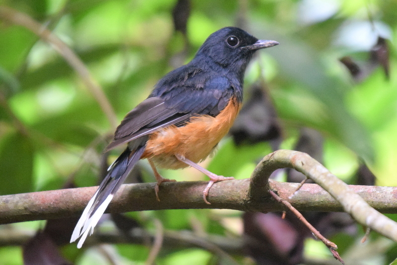 White-rumped Shama from Pulau Ubin, Singapore on August 09, 2018 at 10: ...
