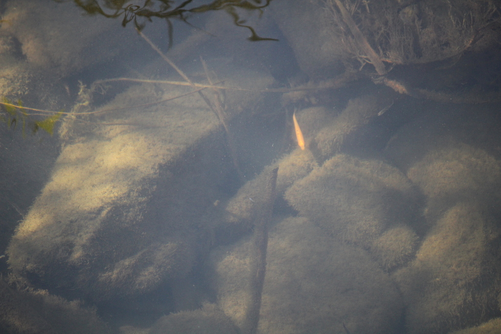 Fathead Minnow from Northwest Calgary, Calgary, AB, Canada on October 2 ...