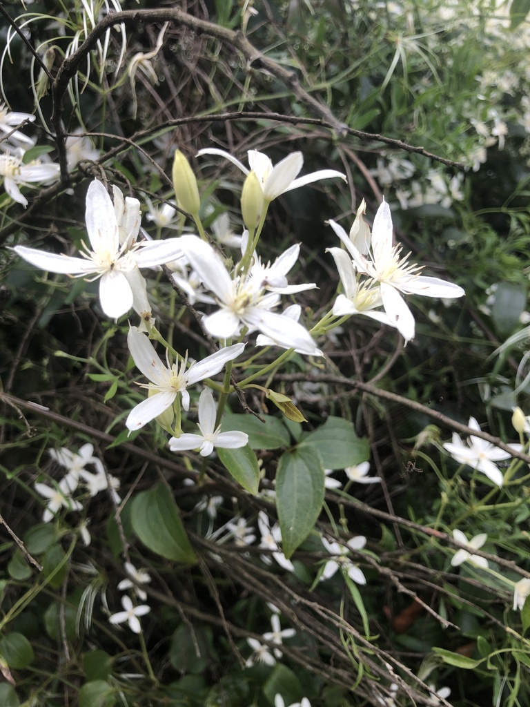 Australian Clematis from Mount Martha Park, Mount Martha, VIC, AU on ...