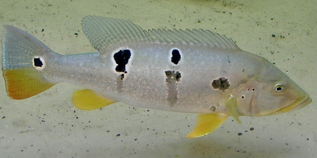 Speckled Peacock Bass (Cichla temensis) - Marine Life Identification