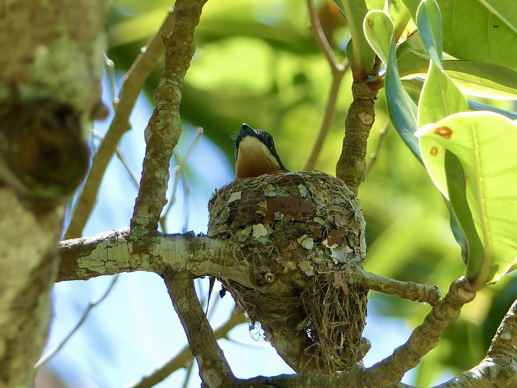 Vanikoro Flycatcher from Beqa, Fiji on September 14, 2022 at 11:45 AM ...