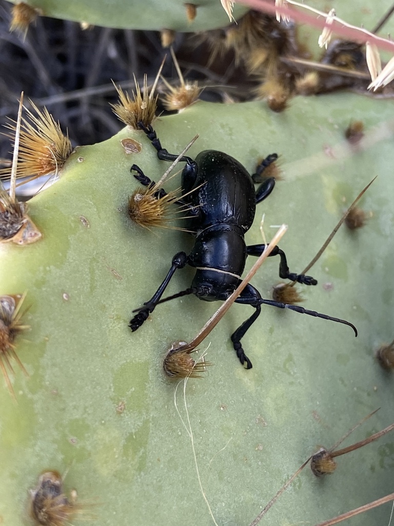Black Cactus Longhorn Beetle from Dripping Springs Rd, Las Cruces, NM ...