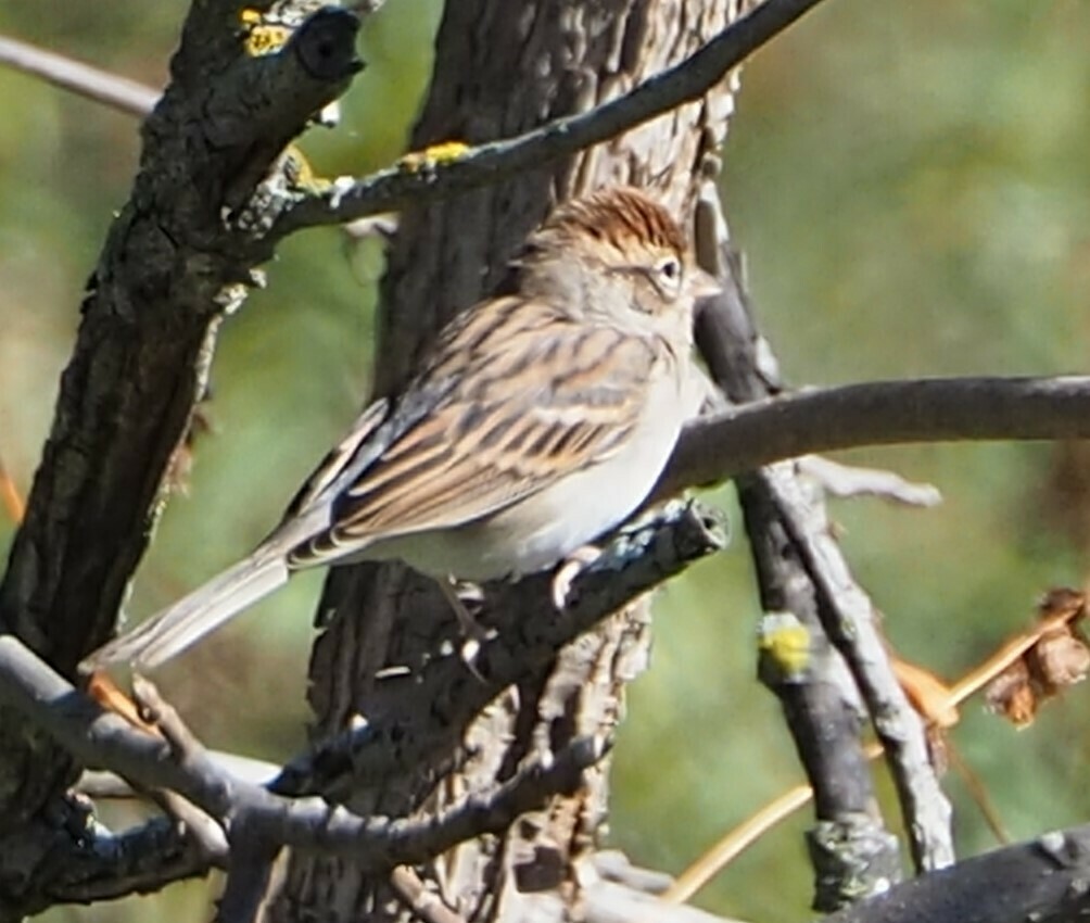 Chipping Sparrow from Winona County, MN, USA on September 27, 2022 at ...