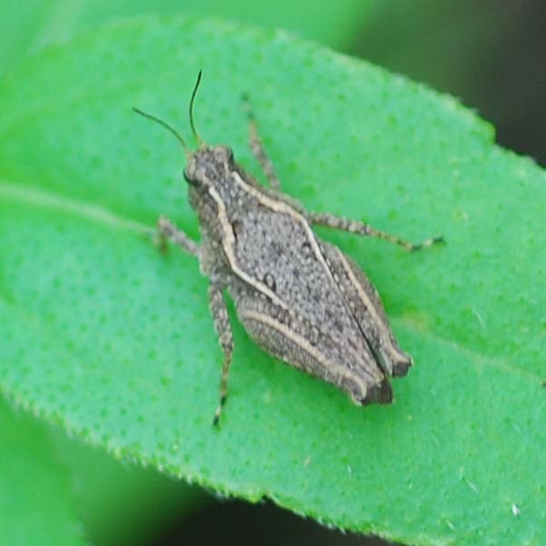 Tetrix japonica (Bolívar, 1887)