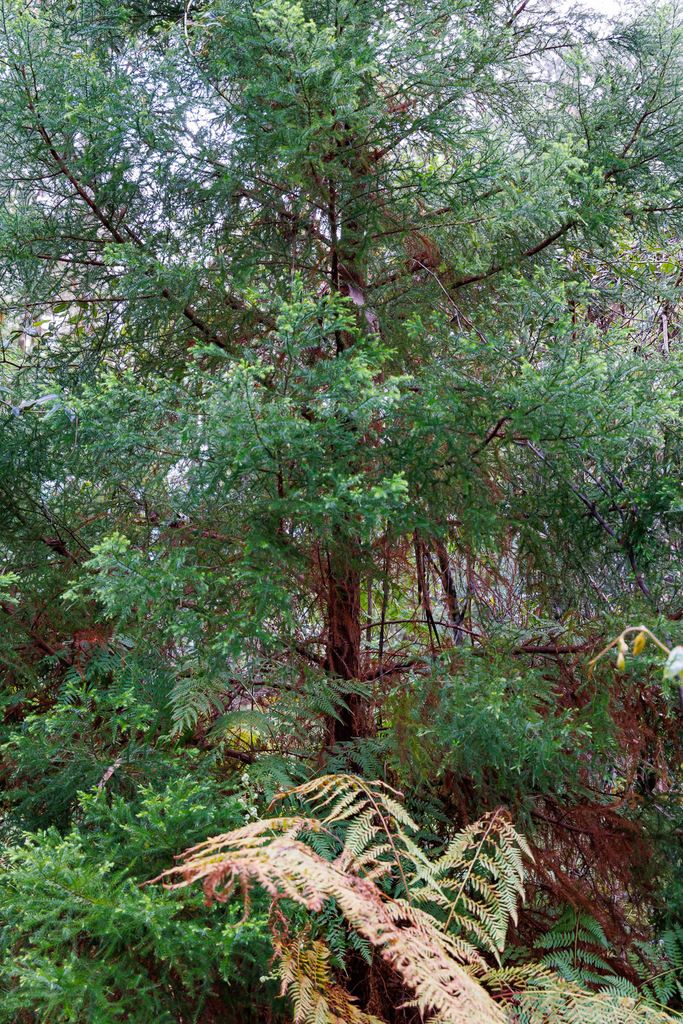 brush cypress-pine from Springbrook QLD 4213, Australia on October 5 ...