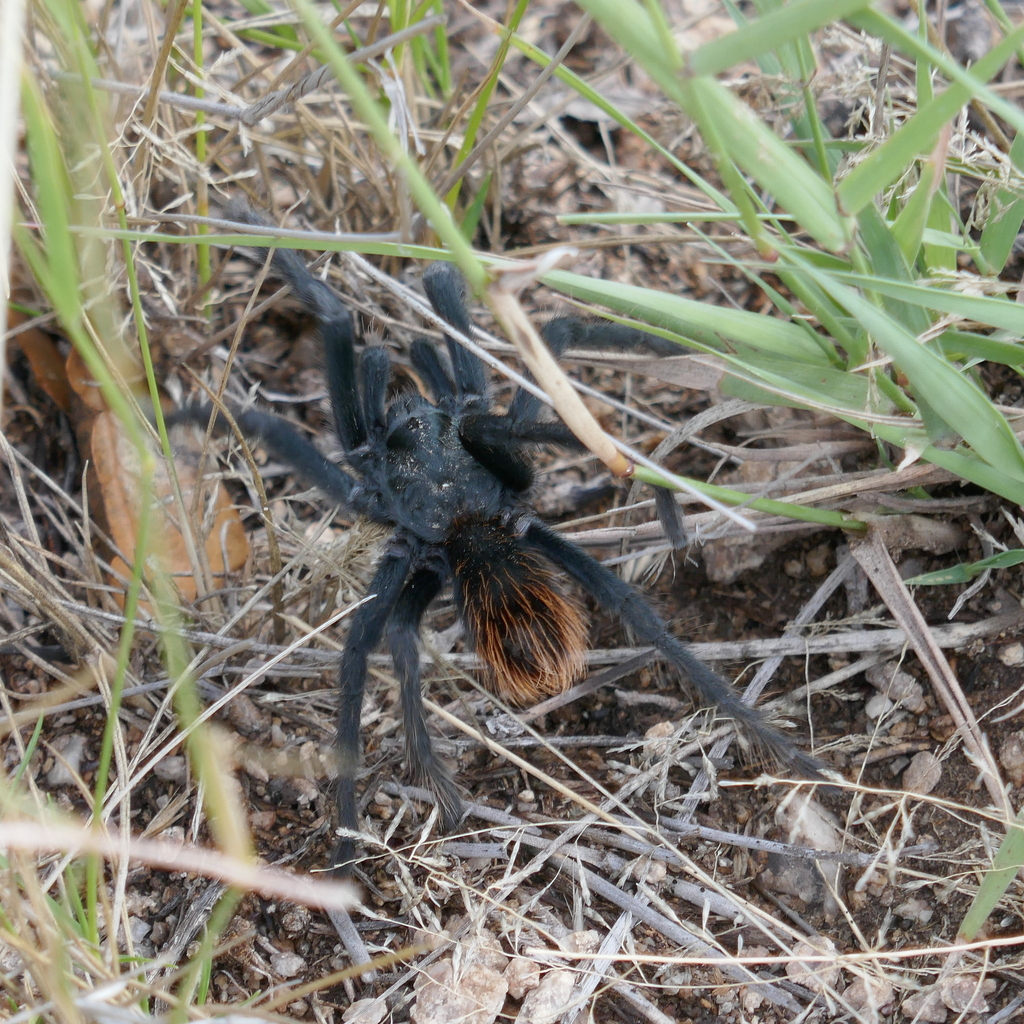 Santa Catalina Mountain Tarantula from Pima County, AZ, USA on October ...