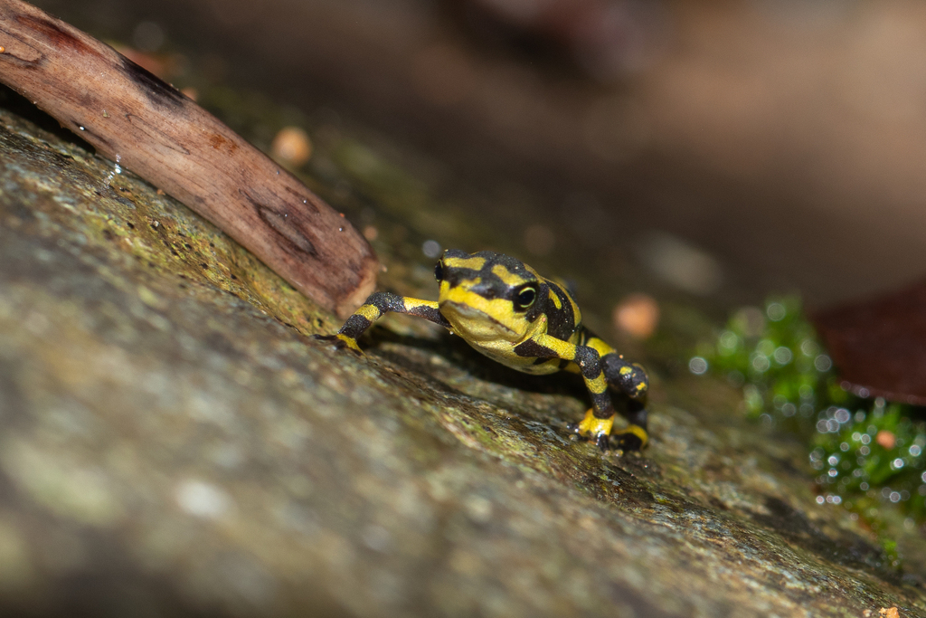 Variable Harlequin Frog in September 2022 by Randall Jiménez · iNaturalist