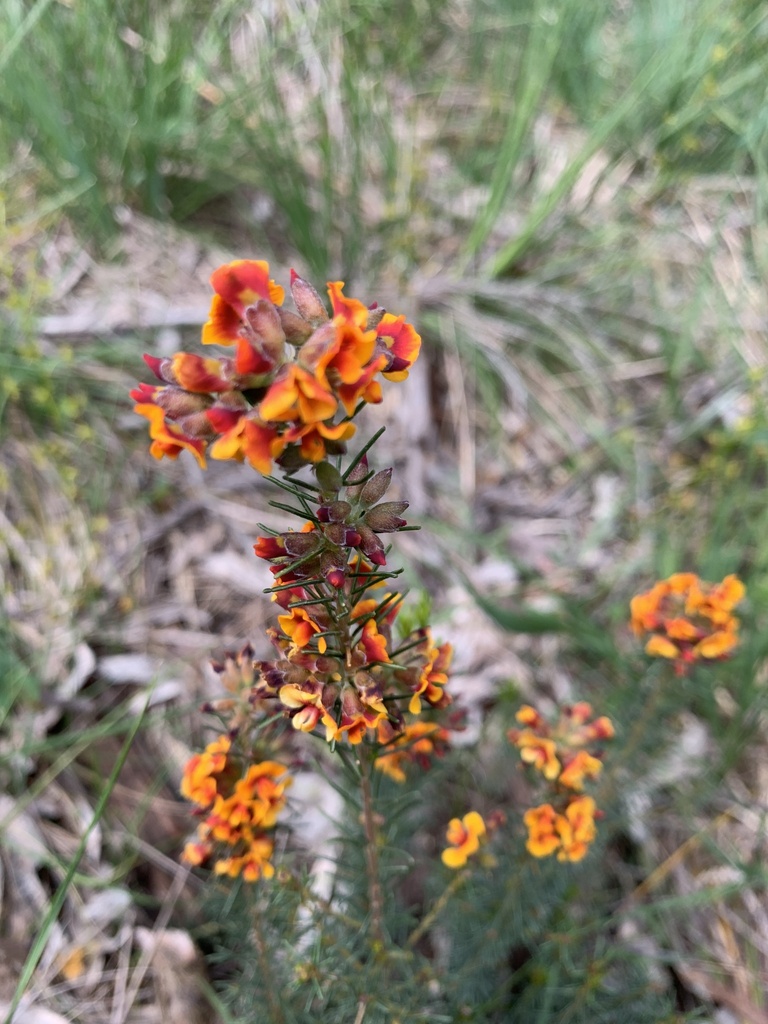 Mirbelieae from Kookaburra Bush Cct, Frankston South, VIC, AU on ...
